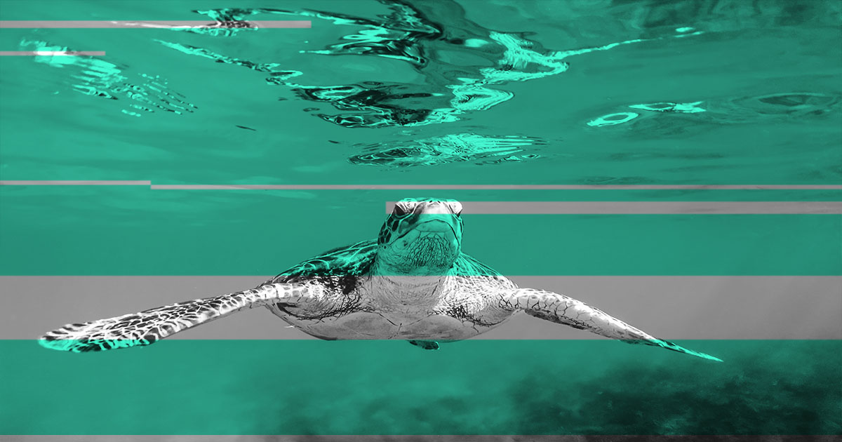 Sea Turtle Attackers Play Shell Game With DNS | Decipher